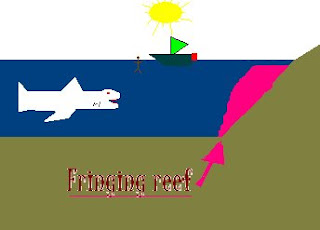 Bruce's Marine Blog: Coral Reefs!