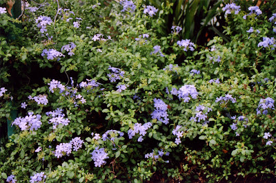 Names of Plants - Tamil: க‌ருங் கொடிவேலி - The Plumbago capensis