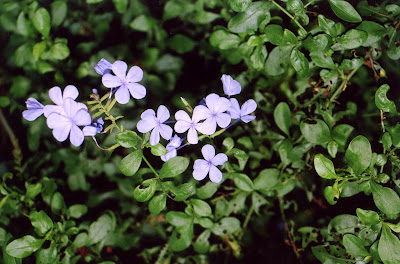 Names of Plants - Tamil: க‌ருங் கொடிவேலி - The Plumbago capensis