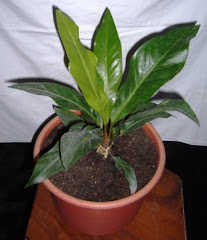 PONDOK ANTHURIUM KI TAMBENG: PONDOK ANTURIUM KI TAMBENG