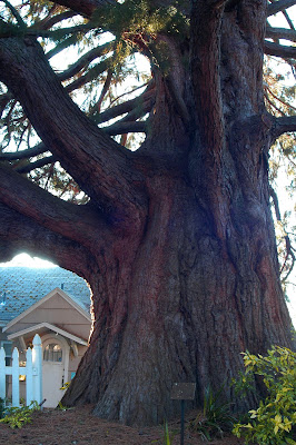 Seattle's Biggest Trees