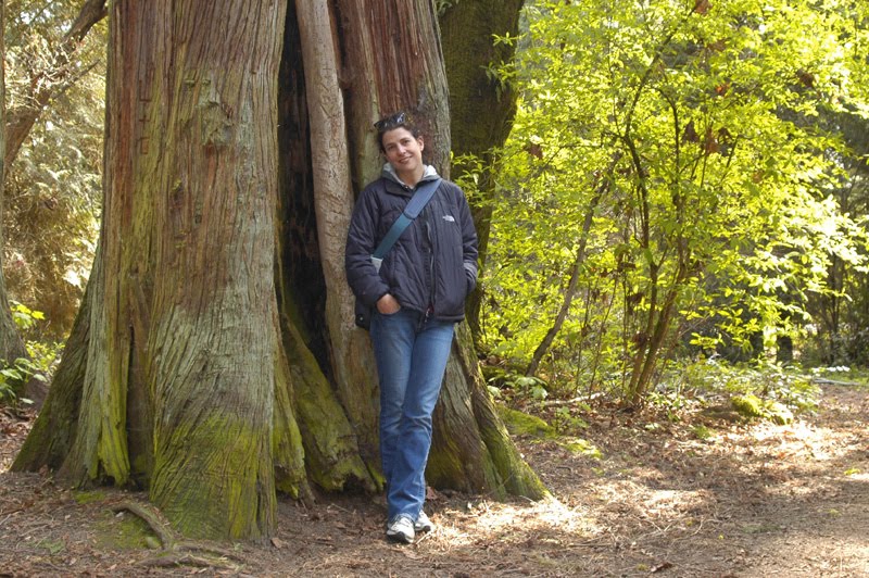 Seattle's Biggest Trees: Forget you're in a city at Schmitz Preserve ...