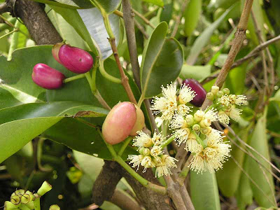 FLOWERING TREES: Jambolan / Syzygium cumini