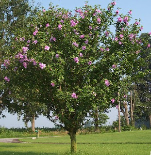 Ralph Edge: The Rose of Sharon