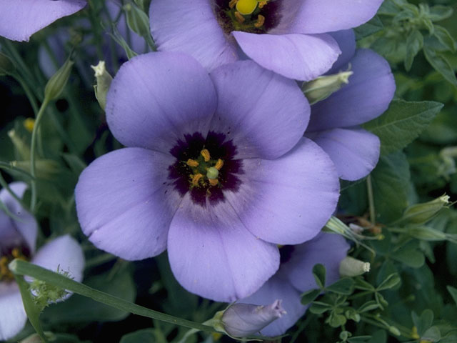 Ralph Edge: Eustoma grandiflorum....Texas Bluebell