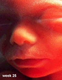 Fetal Development: Fetal Development