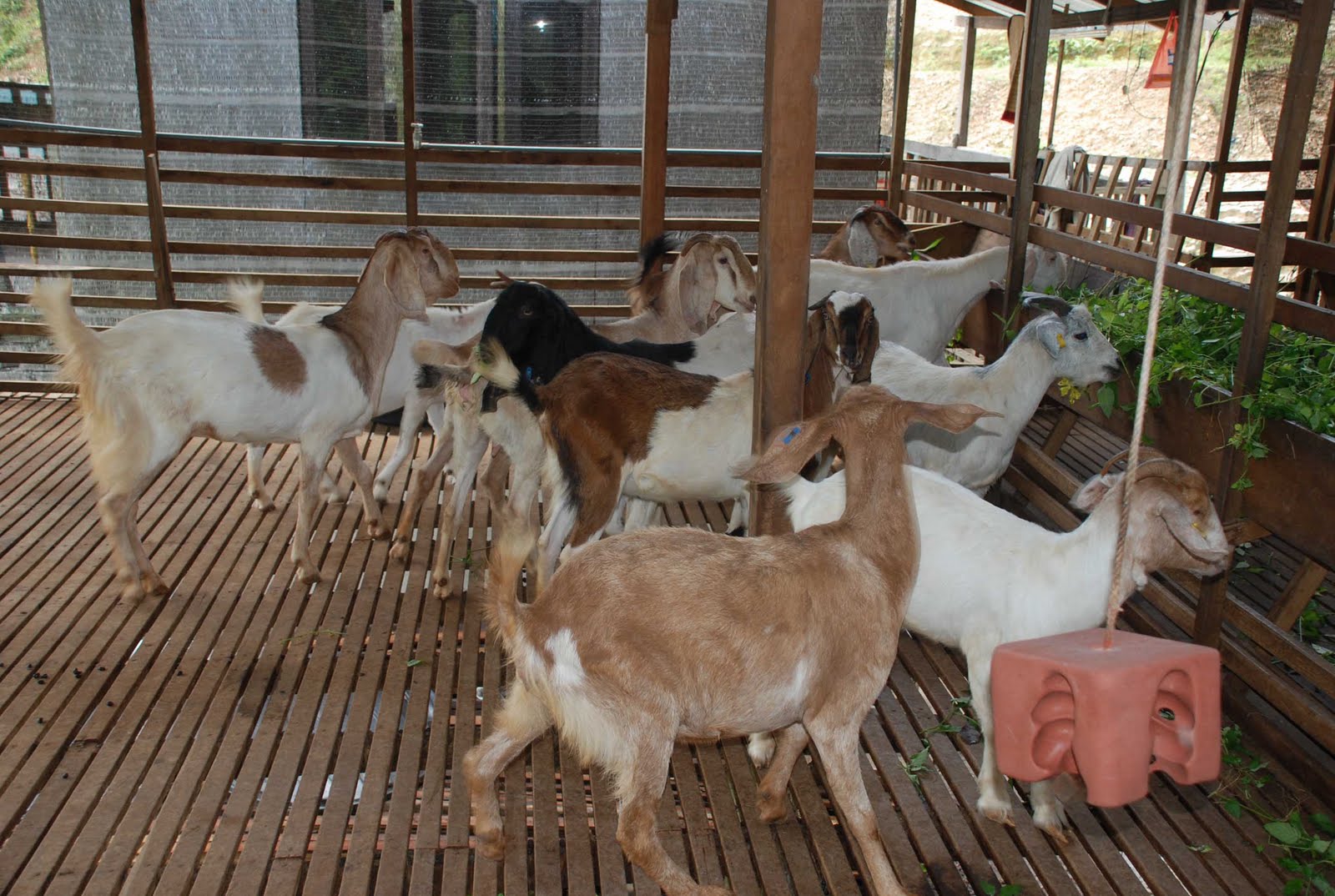 anafiqul agro farm: kambing tenakan