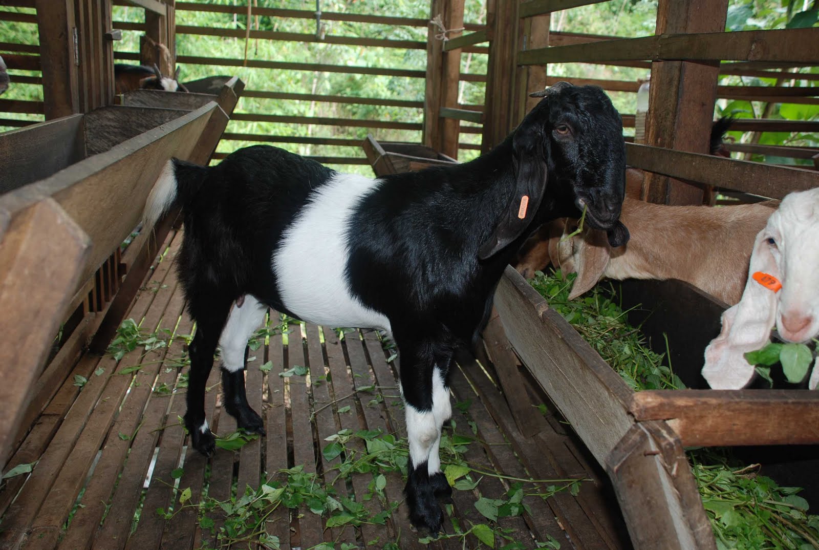 anafiqul agro farm: kambing tenakan