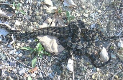 Ohio Birds and Biodiversity: Timber Rattlers