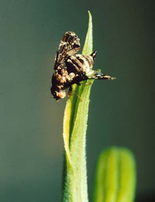 Ohio Birds and Biodiversity: Goldenrod Gall Fly