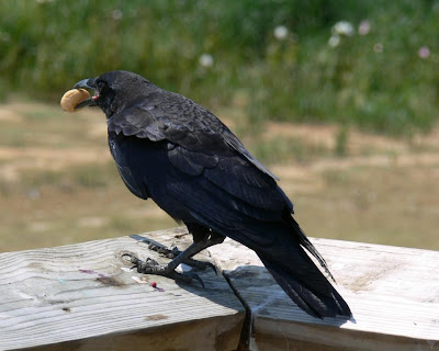 Ohio Birds and Biodiversity: Fish Crow - next Ohio species