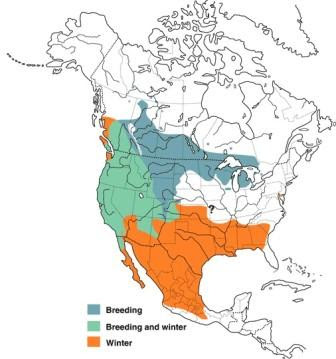 Ohio Birds and Biodiversity: Brewer's Blackbird