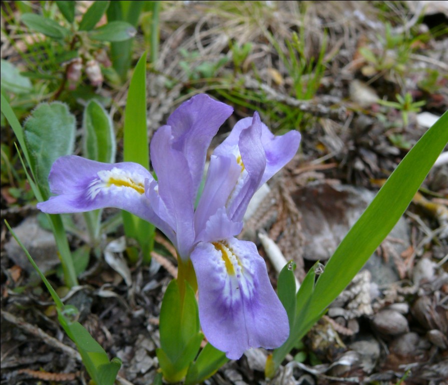 Ohio Birds and Biodiversity: Dwarf Lake Iris