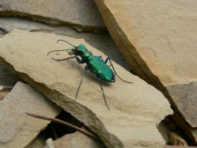 Ohio Birds and Biodiversity: Tiger Beetles!