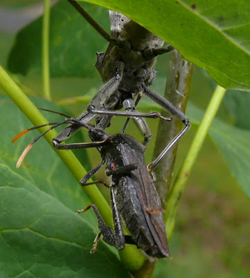 Ohio Birds and Biodiversity: Wheel Bug attacks, kills!