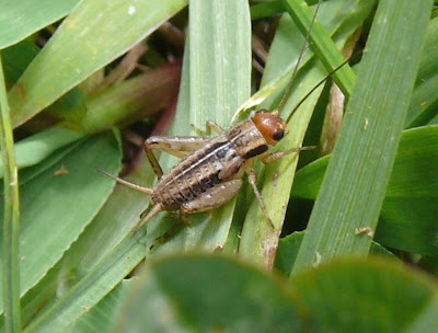 Ohio Birds and Biodiversity: Singing insects