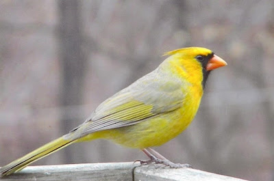 Ohio Birds and Biodiversity: Return of the yellow cardinal