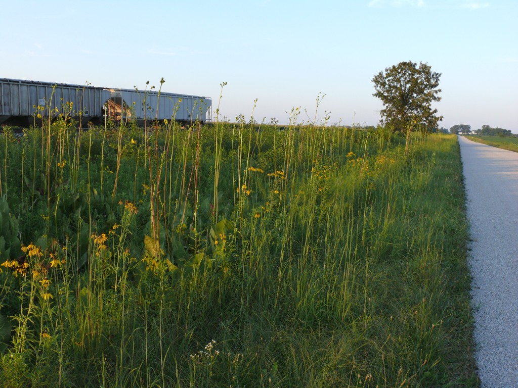 Ohio Birds and Biodiversity: Lament for the prairies