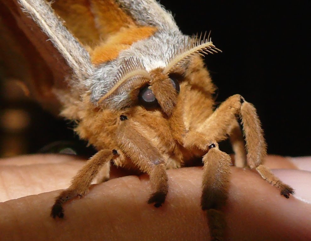 Polyphemus moth
