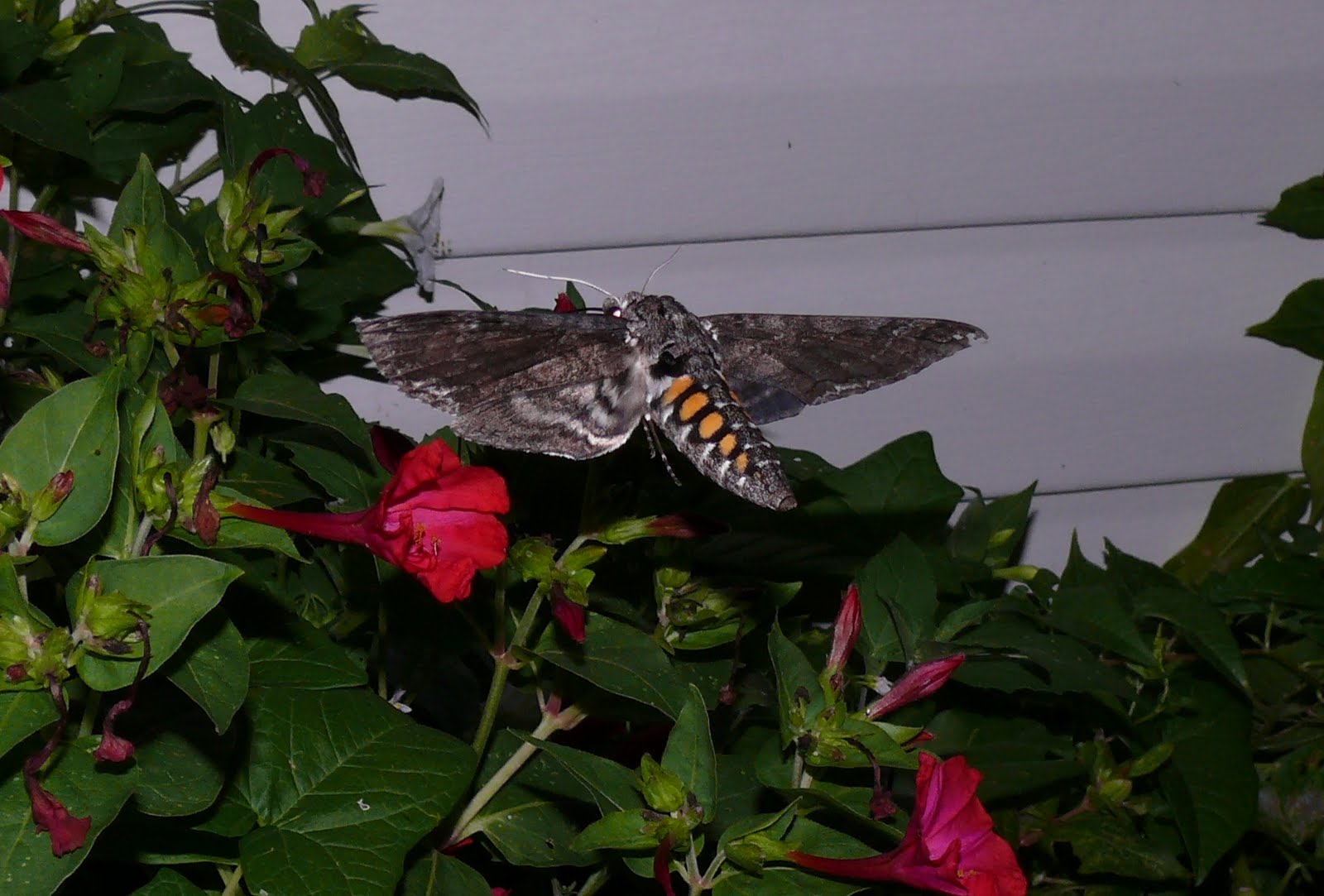 Ohio Birds and Biodiversity: Carolina Sphinx