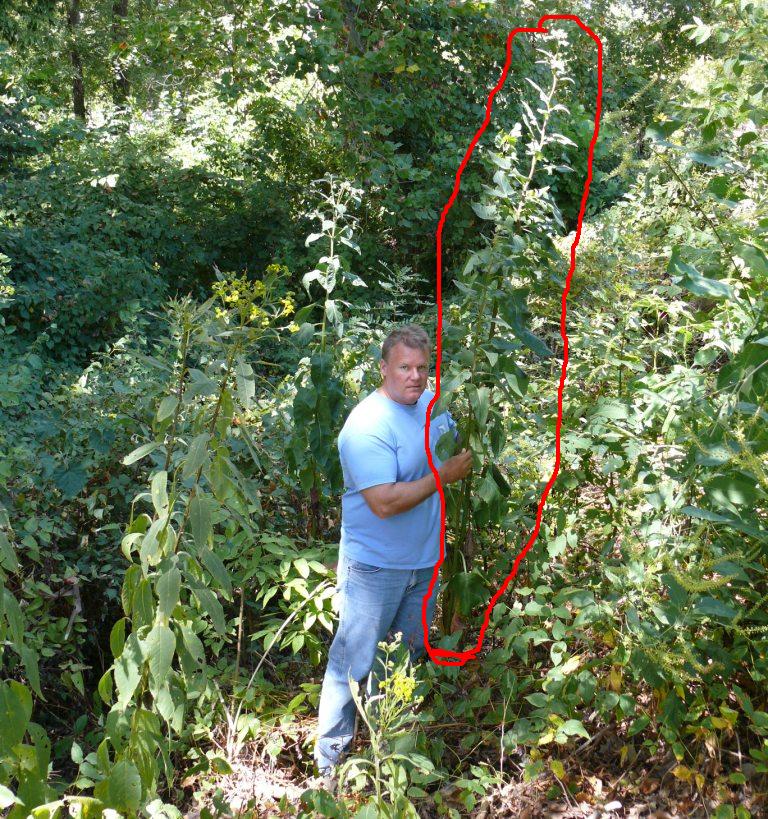 Ohio Birds and Biodiversity: Nodding Rattlesnake-root