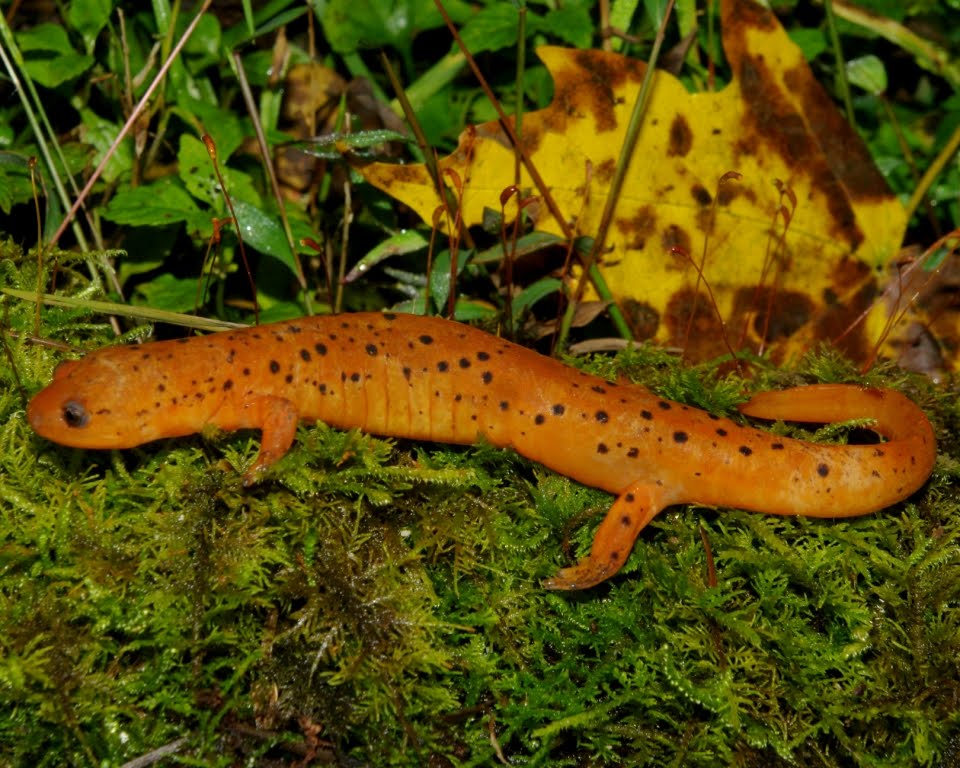 Galery Salamander: Salamander Dragon