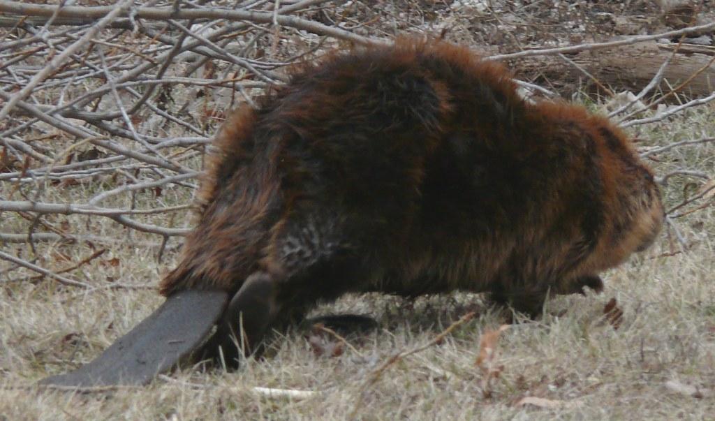 Ohio Birds and Biodiversity: Aqui-vole