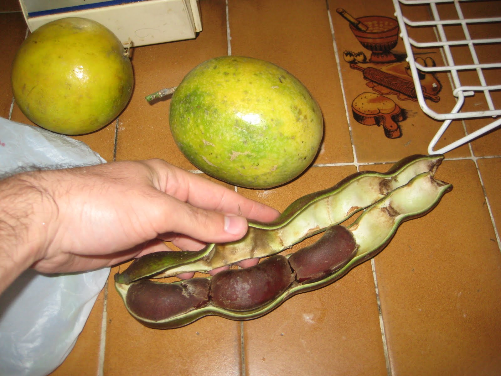 Agrarian Ideas for a Developing World: Balú or Chachafruto