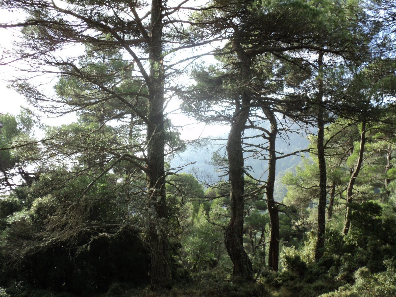 ΤΑ ΜΟΝΟΠΑΤΙΑ ΤΗΣ ΕΛΛΑΔΑΣ: ΓΕΡΑΝΙΑ ΠΡΑΣΙΝΟ ΜΟΝΟΠΑΤΙ