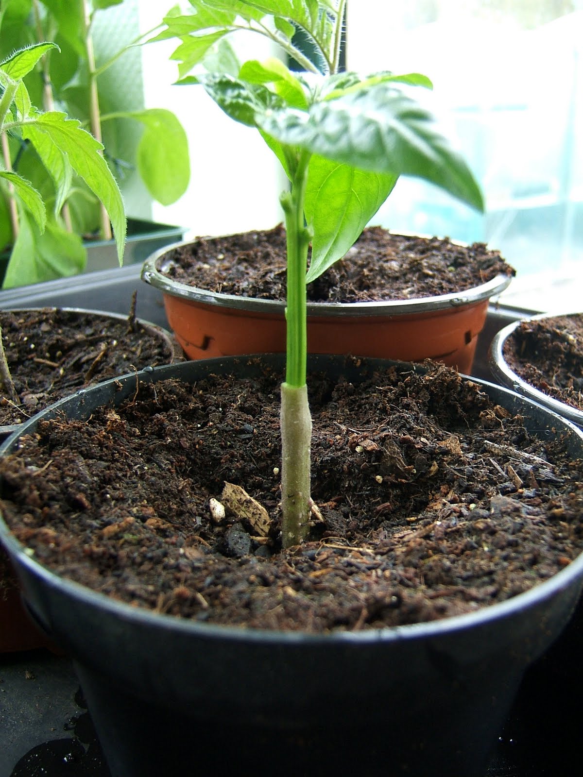 PASSION TOMATES: Greffe de tomates, poivron et aubergine