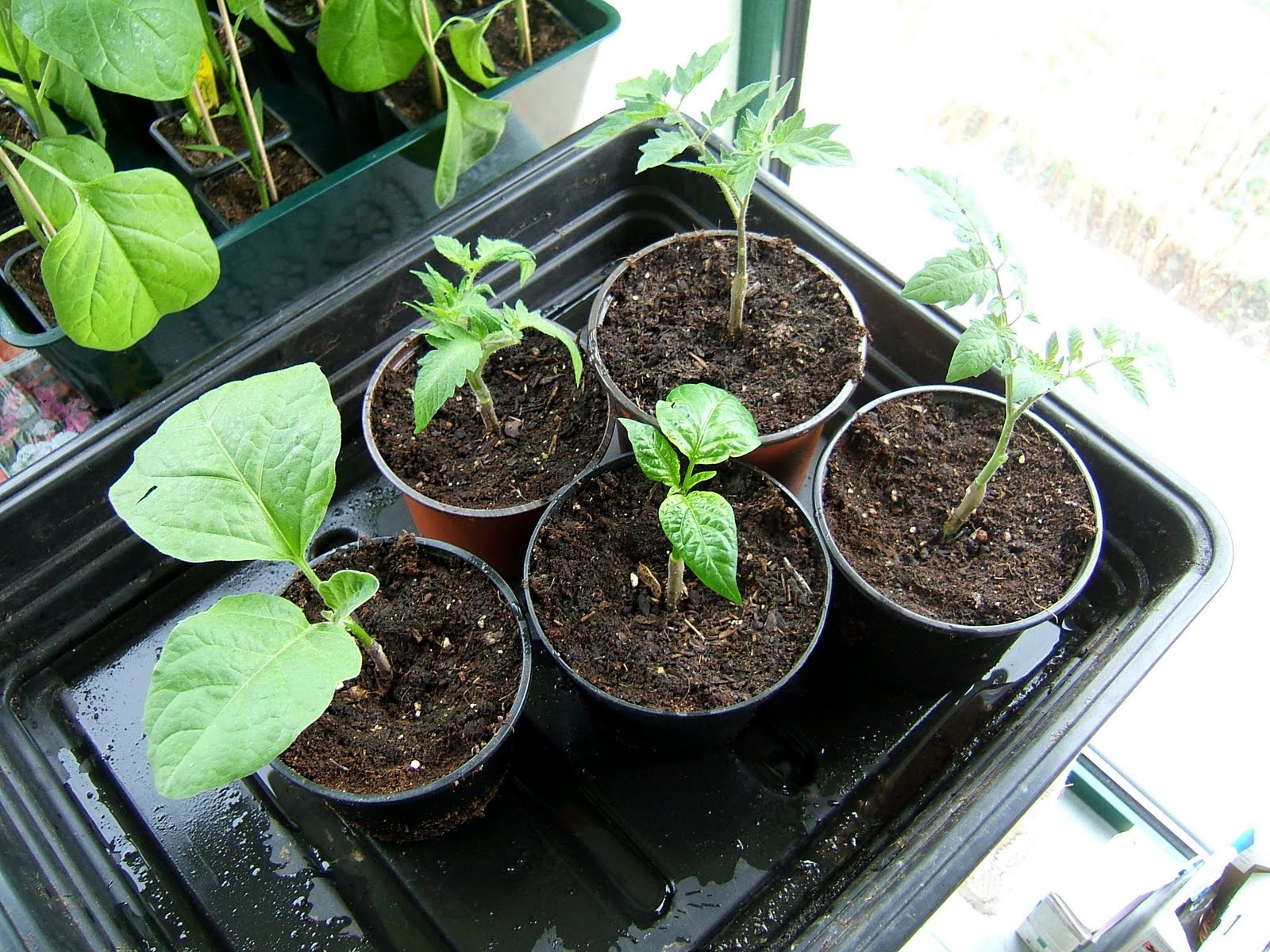 PASSION TOMATES: Greffe de tomates, poivron et aubergine