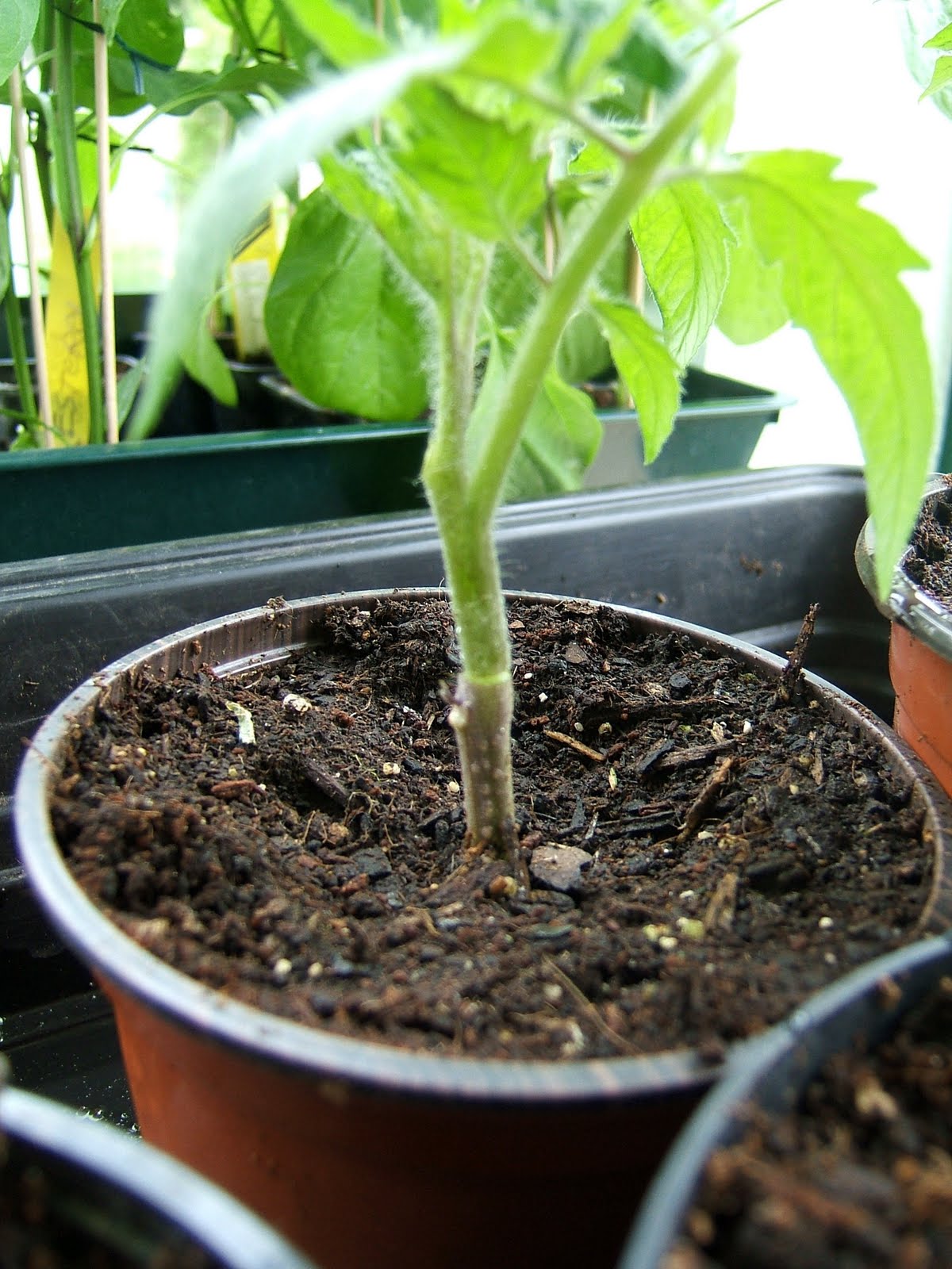 PASSION TOMATES: Greffe de tomates, poivron et aubergine