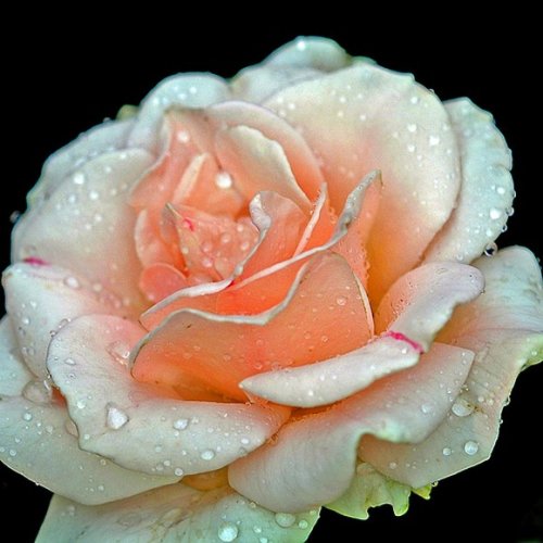 FunLush: Different Color's Of Beautiful ROSES Collection
