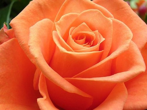 FunLush: Different Color's Of Beautiful ROSES Collection