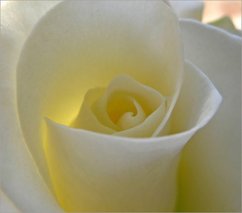 FunLush: Different Color's Of Beautiful ROSES Collection