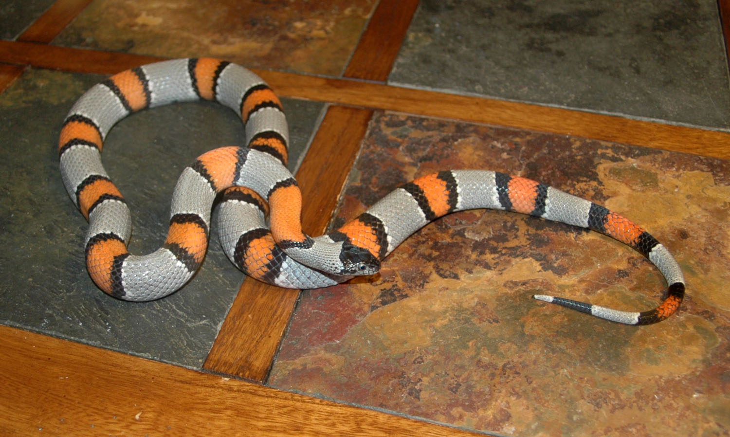 Gray Banded King Snake