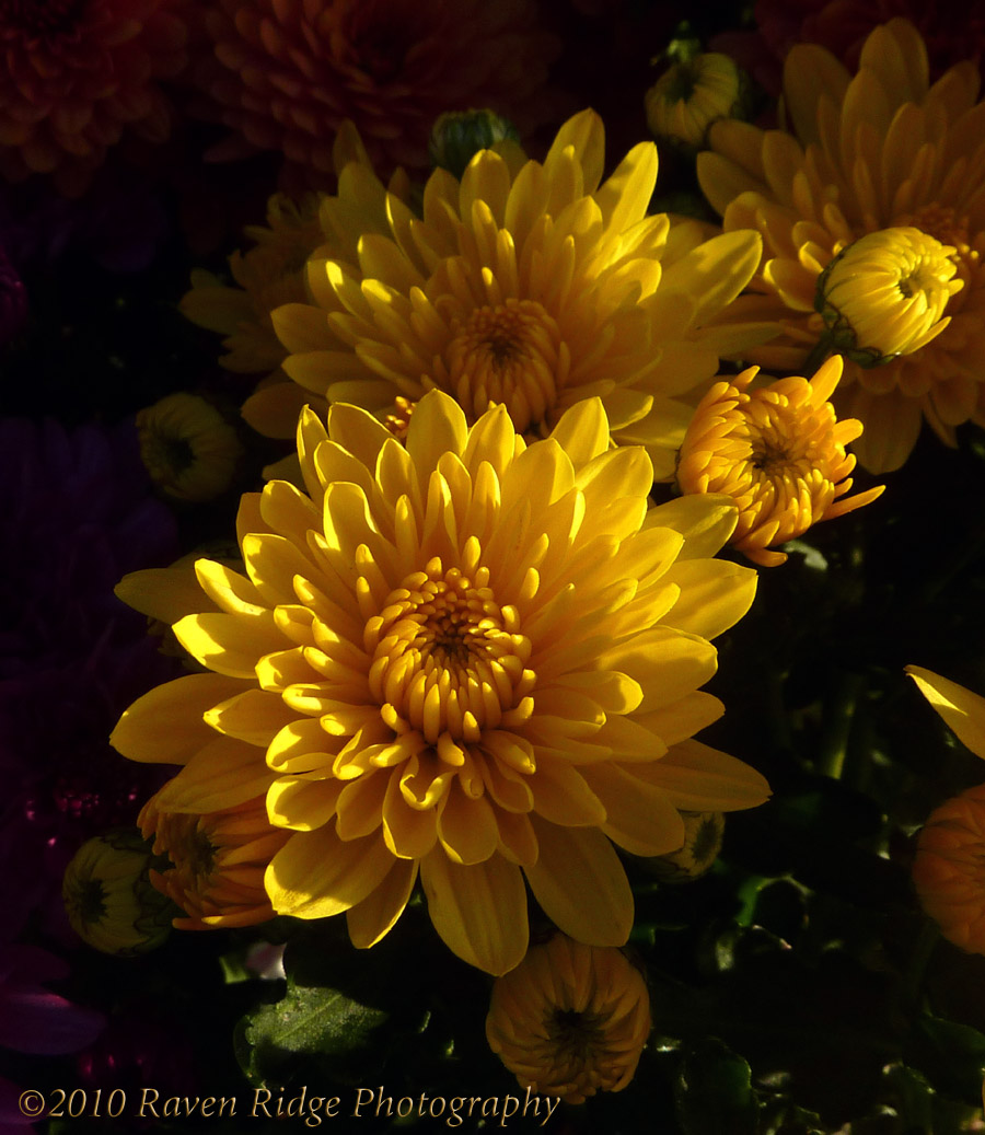 Raven Ridge Gardens: Autumn 2010 in My Garden - Gold Mums