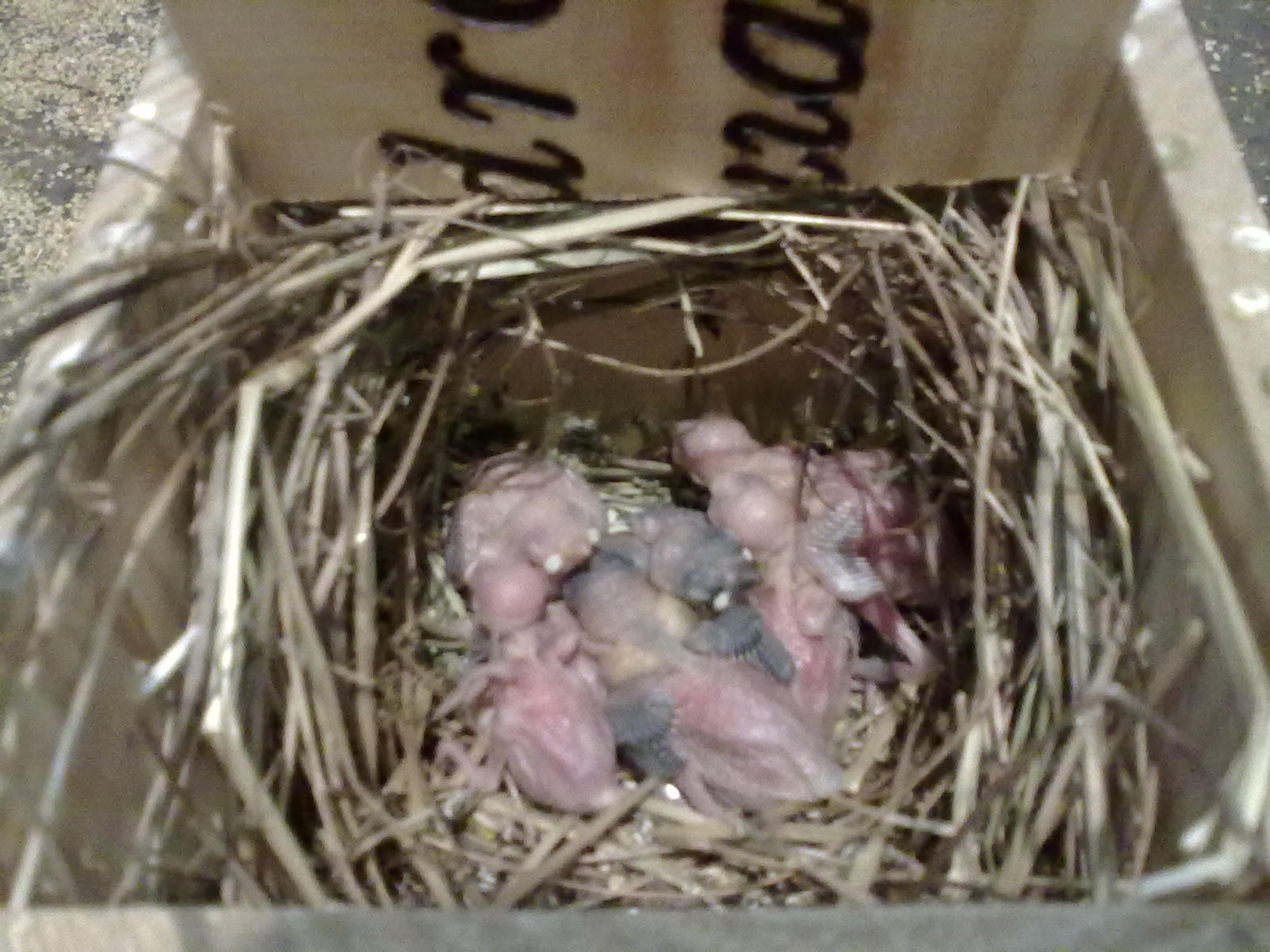 Exóticos do Luís - Braga: Primeiros pardais de java época 2010/2011