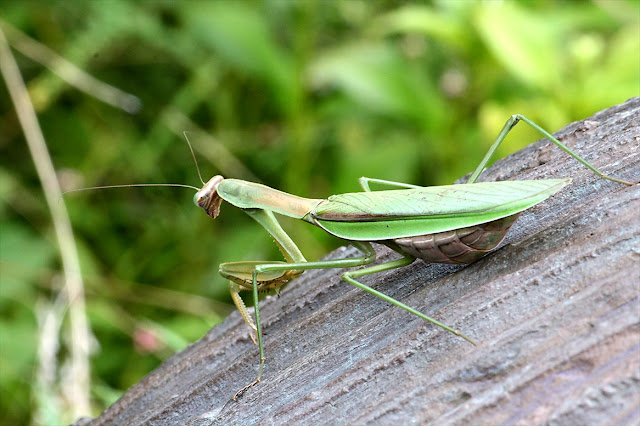 View from Federal Twist: Praying Mantis