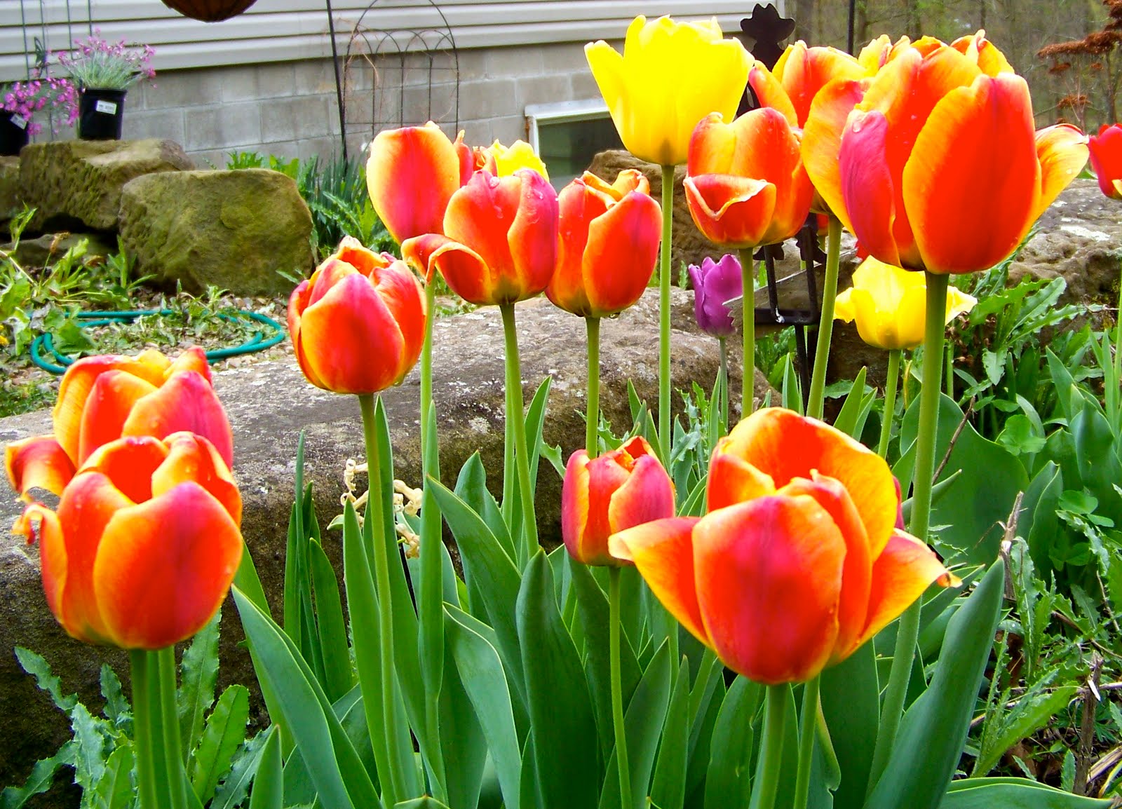 Science is Growing: It's all about bulbs