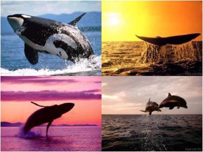 Class Apart: Cetaceans