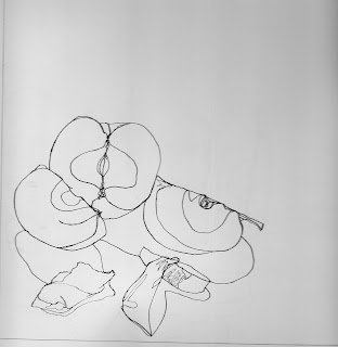 Studio Foundation Spring 2009: Apple Contour Drawing