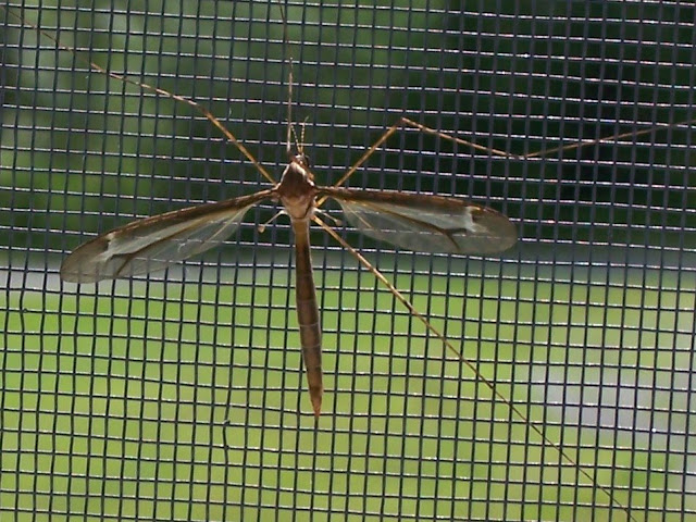 National Geographics: crane fly poisonous