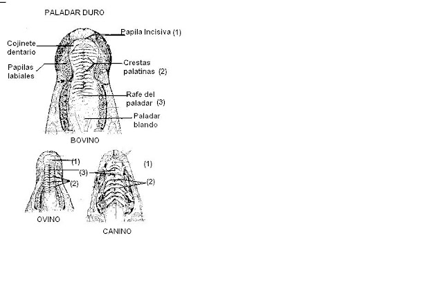 Anatomía sin dudas: APARATO DIGESTIVO - 1 Parte ingestiva