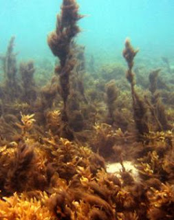 Beiras baixa, alta e litoral: Sargaço