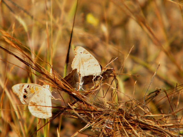 Simply Siddhartha: Masai Pathar- The Masai Plateau