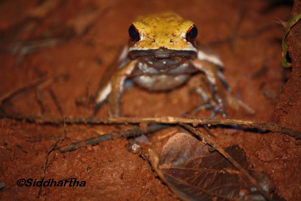Simply Siddhartha: Reptiles in Dandeli Anshi Tiger reserve: