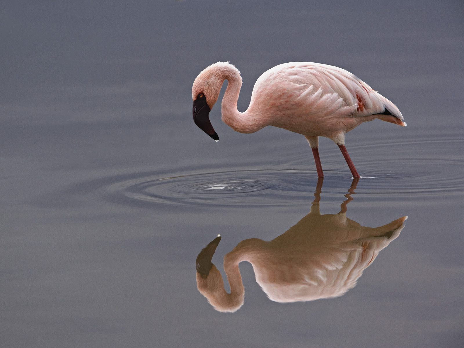 Animal Picture: Lesser flamingo