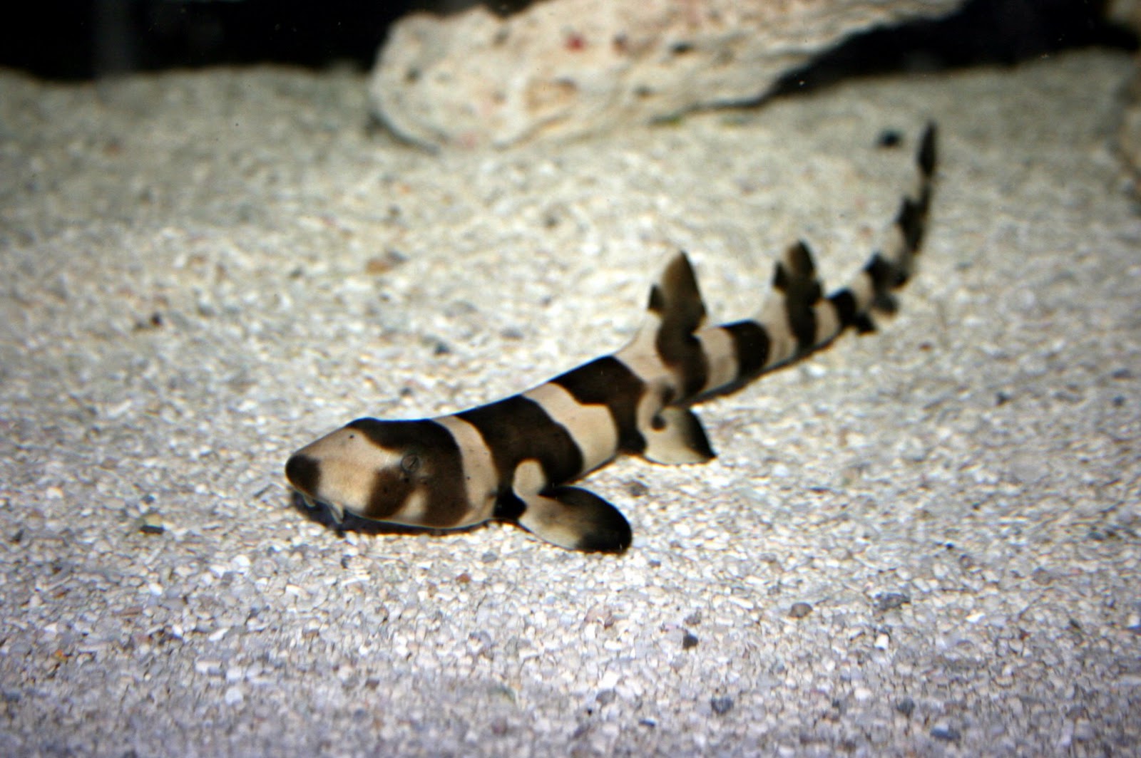 Animal Picture: Banded cat shark