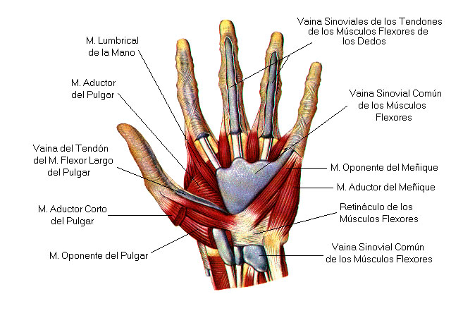 ANATOMIA: Musculos del miembro superior